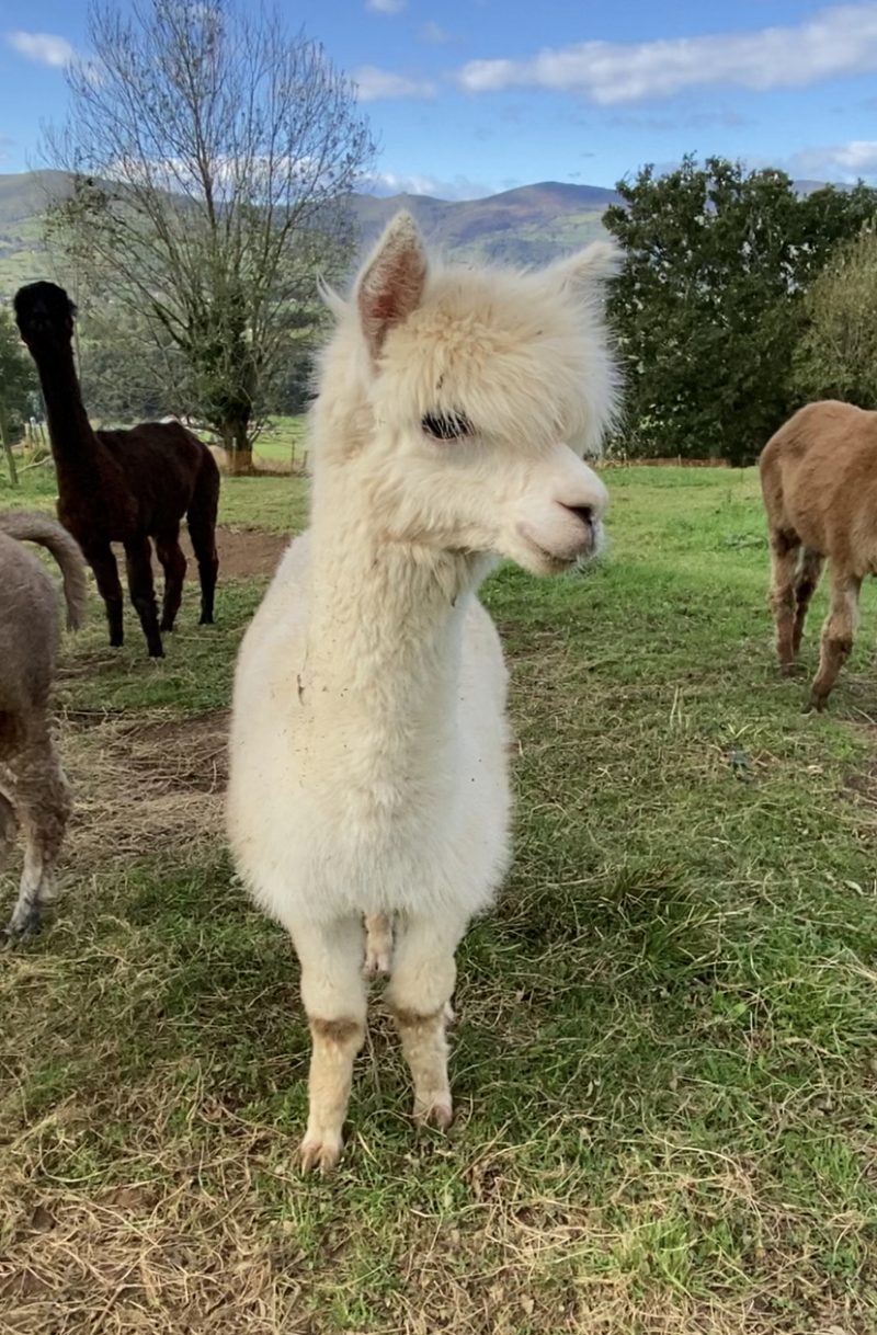 Fibra de alpaca, un tesoro en nuestra granja - Alpacas El Camino